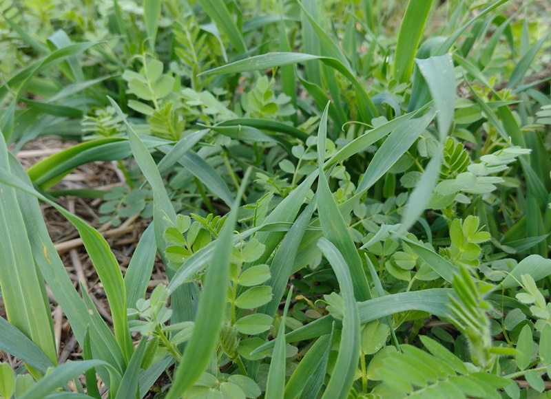 Definen de "imprescindible" que los lotes permanezcan todo el año con ...
