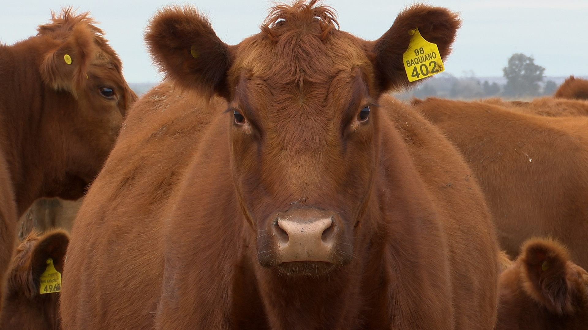 Recorrida a través de la cabaña que produce Angus Colorado para todos ...